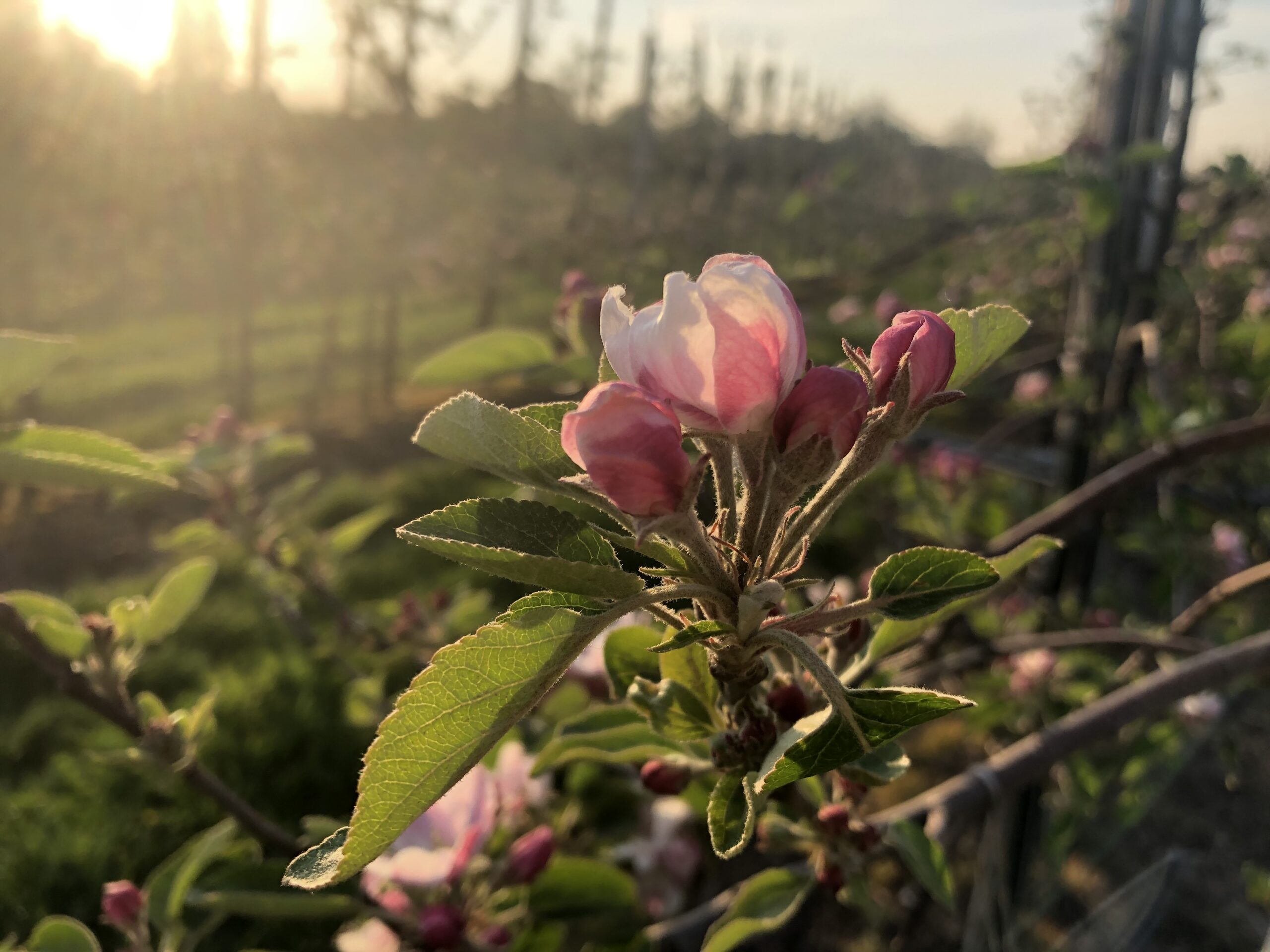 Bloesem Betuwe: wanneer staat de bloesem in bloei?